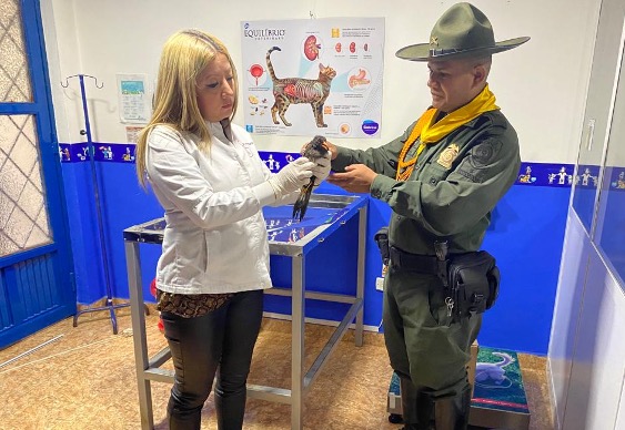 Rescate de animales silvestres | Policía Nacional de Colombia